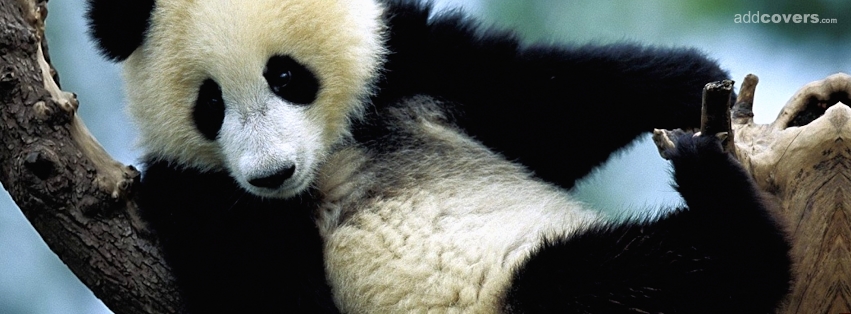 Cute Panda Facebook Cover