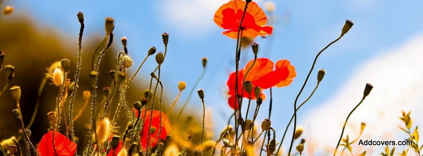 Facebook Cover Photos Red Flowers