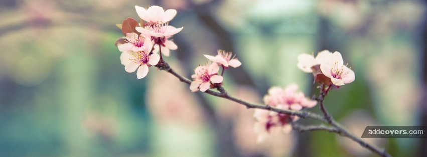 Beautiful Flowers Pictures For Facebook Timeline | Best Flower Site