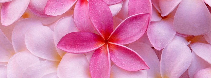 Facebook Covers Tropical