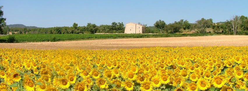 Huge Sunflower Facebook Covers Timeline