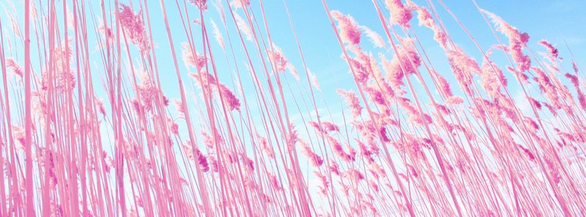 Cover Pictures For Facebook Timeline Pink