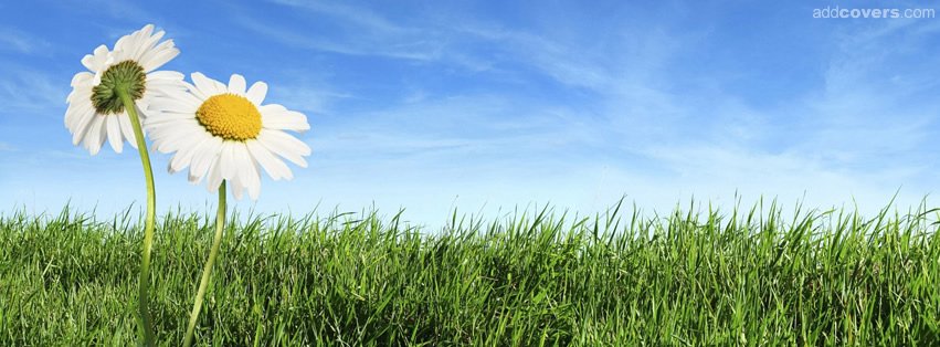 Daisy Facebook Cover Photos